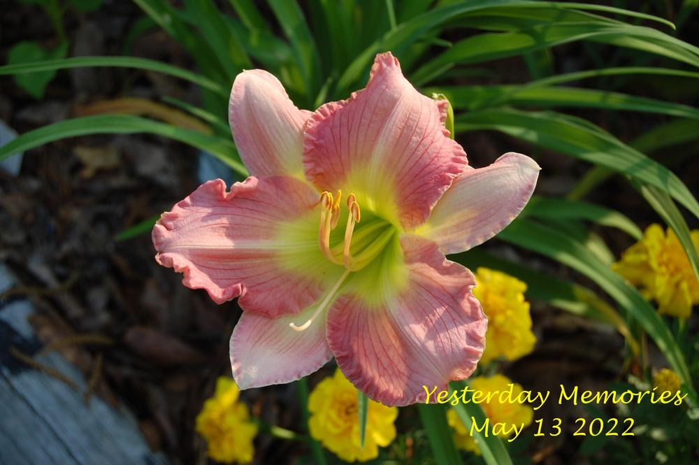 Photo of the bloom of Daylily (Hemerocallis 'Yesterday Memories ...