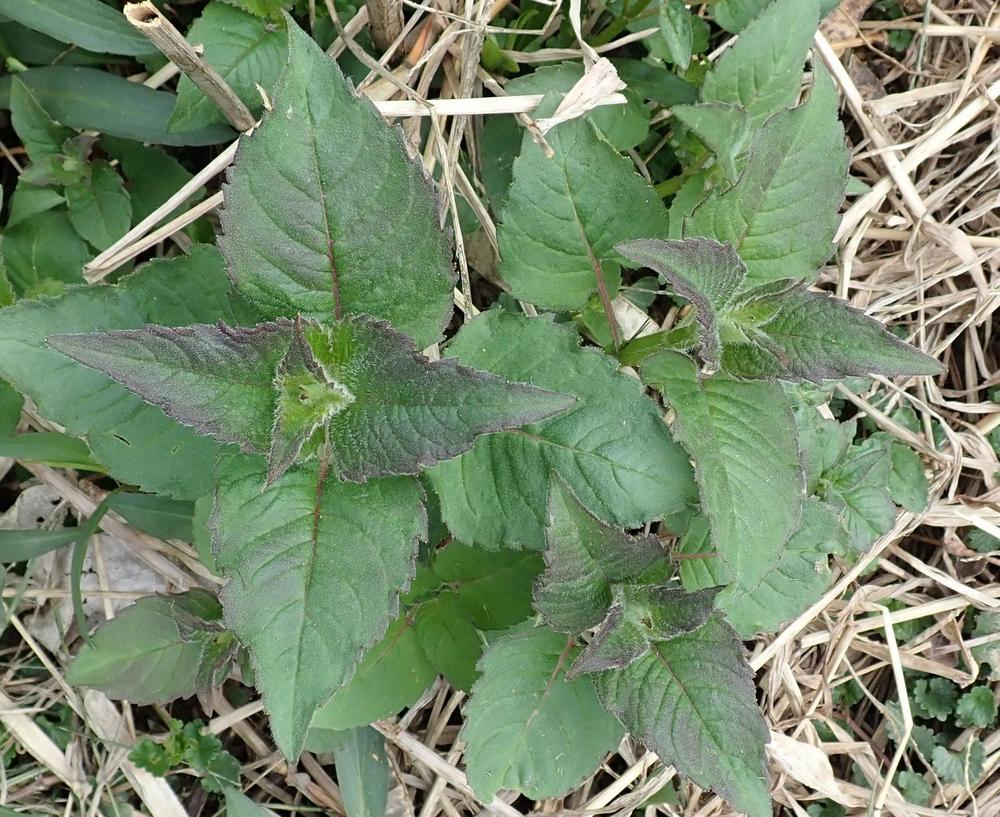 Photo of the leaves of Bee Balm (Monarda didyma 'Raspberry Wine ...