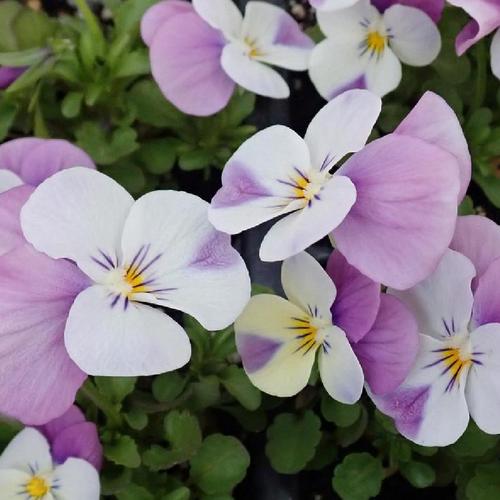 Viola (Viola cornuta Sorbet™ Pink Wing) in the Violas Database - Garden.org