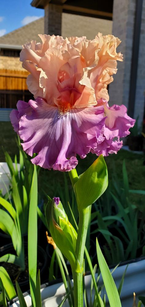 Photo of the bloom of Tall Bearded Iris (Iris 'Marrying Kind') posted ...