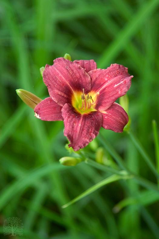 Daylily (Hemerocallis 'Raspberry Pixie') in the Daylilies Database ...