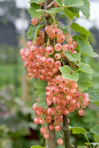 Photo of the fruit of Redcurrant (Ribes rubrum 'Champagne') posted by ...
