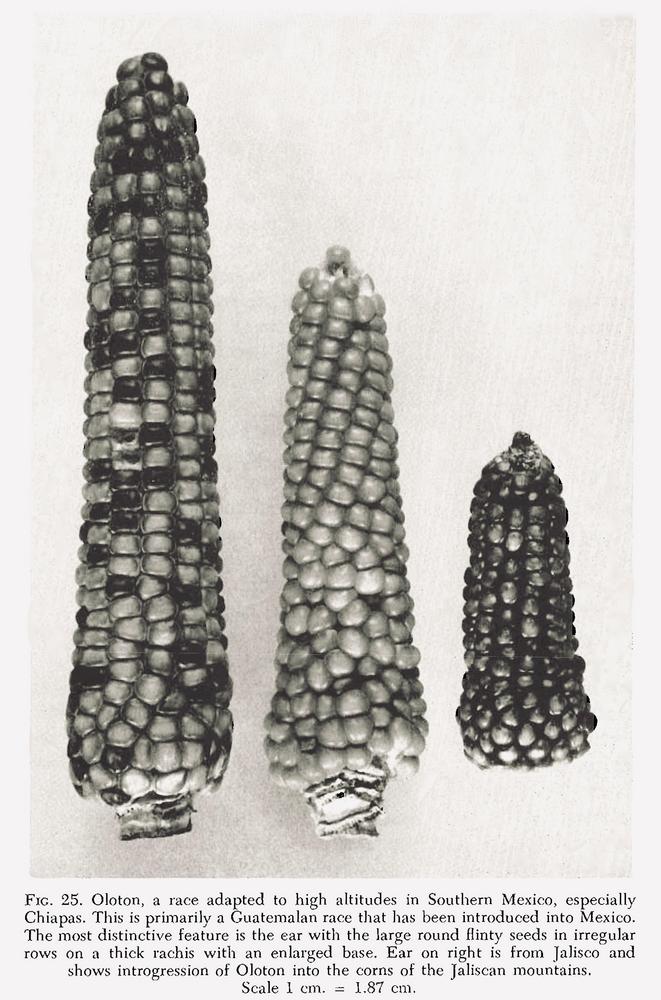 Giant Maize (Zea mays 'Olotón') in the Corn Database - Garden.org