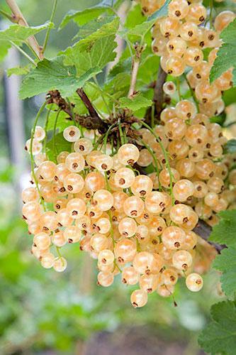 Whitecurrant (Ribes rubrum 'White Grape') in the Currants and ...