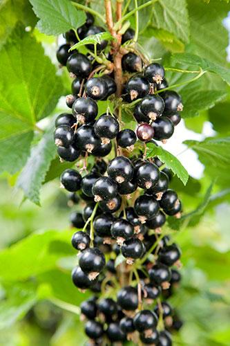 Blackcurrant (Ribes nigrum 'Ben Hope') in the Currants and Gooseberries ...