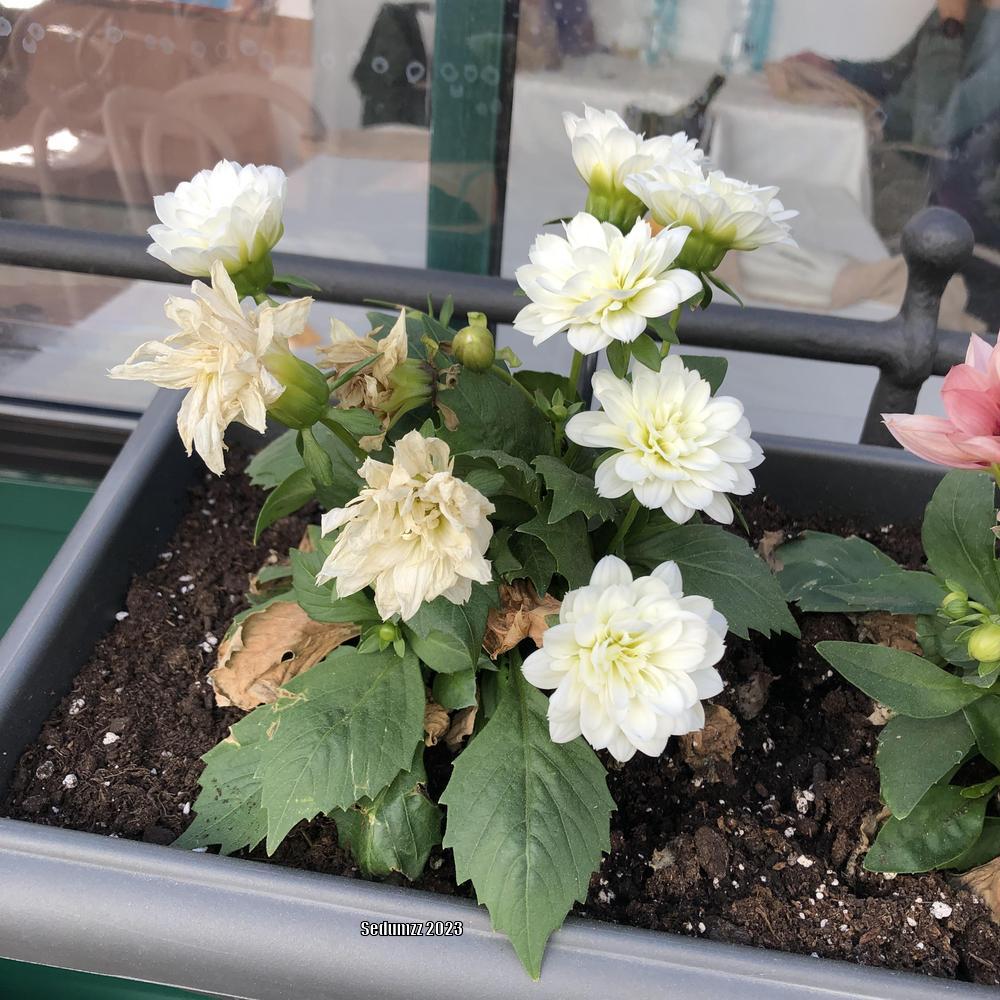 Dahlia (Dahlia pinnata 'Opera White') in the Dahlias Database - Garden.org