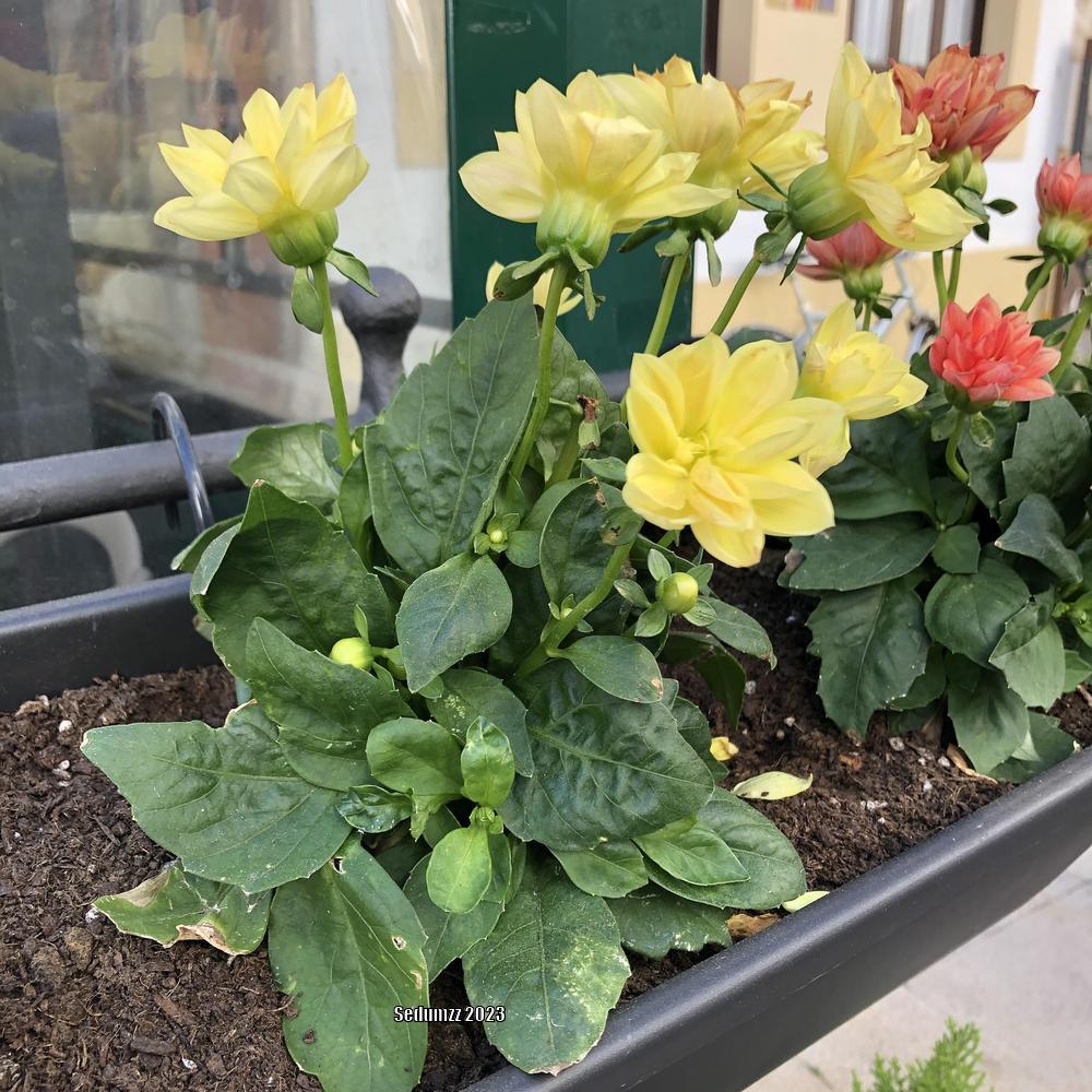 Dahlia (Dahlia pinnata 'Opera Yellow') in the Dahlias Database - Garden.org