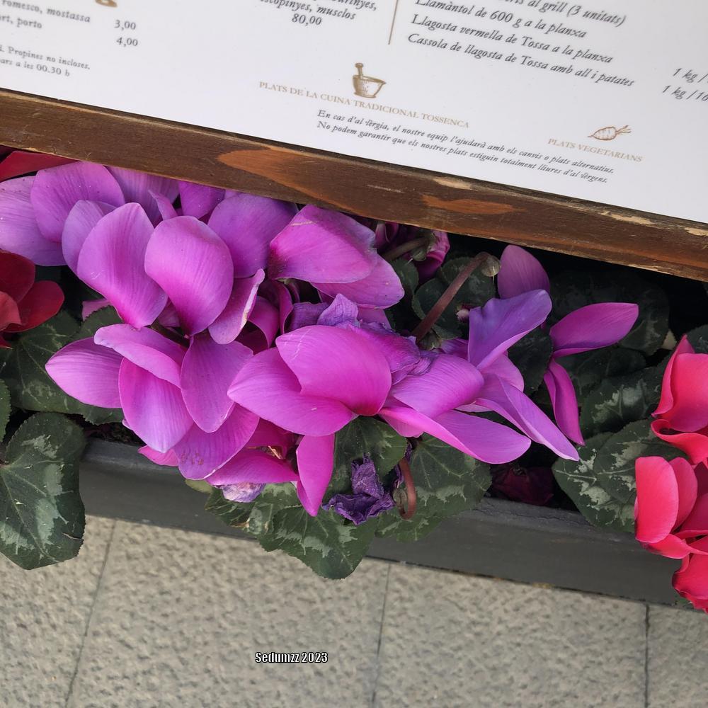 Photo of the entire plant of Cyclamen Tianis® Rose posted by sedumzz ...