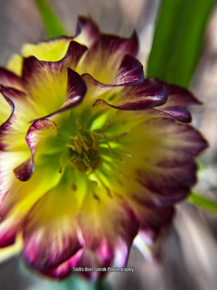 Hellebore (Helleborus Winter Jewels® Sun Flare) in the Hellebores ...