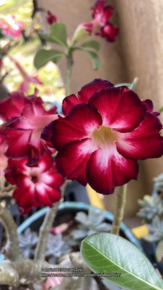 Photo of the bloom of Adenium (Adenium obesum 'Black Romance') posted ...