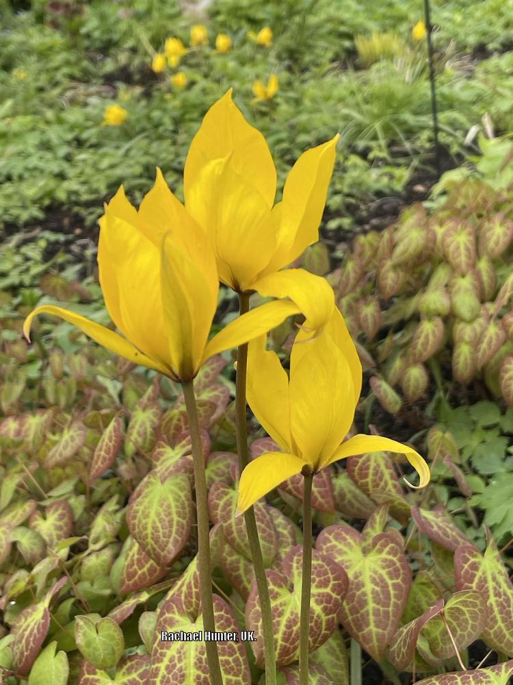 Photo of the bloom of Species Tulip (Tulipa sylvestris subsp ...