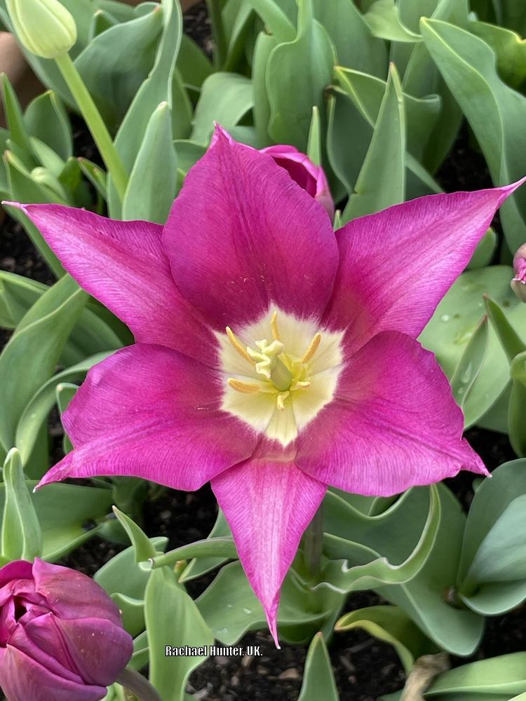 Photo of the bloom of Lily-Flowered Tulip (Tulipa 'Purple Dream ...