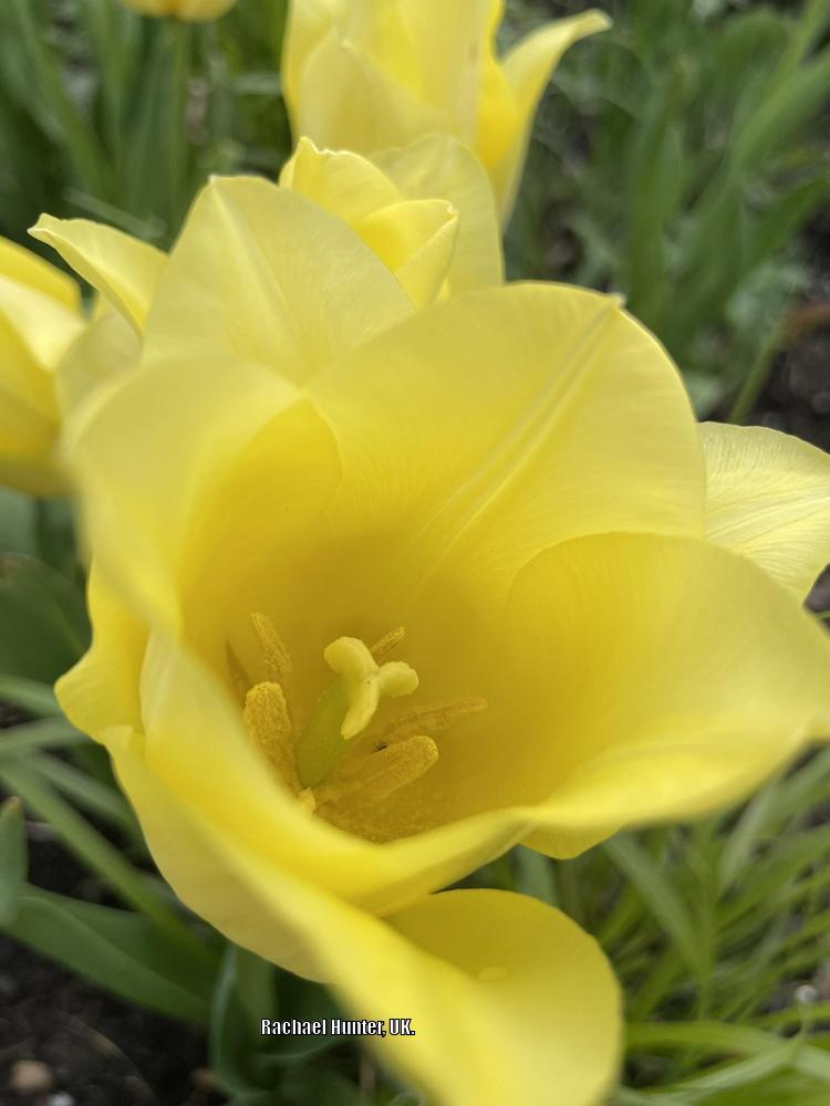 Photo of the stamens, filaments and pistils of Tulip (Tulipa 'World ...