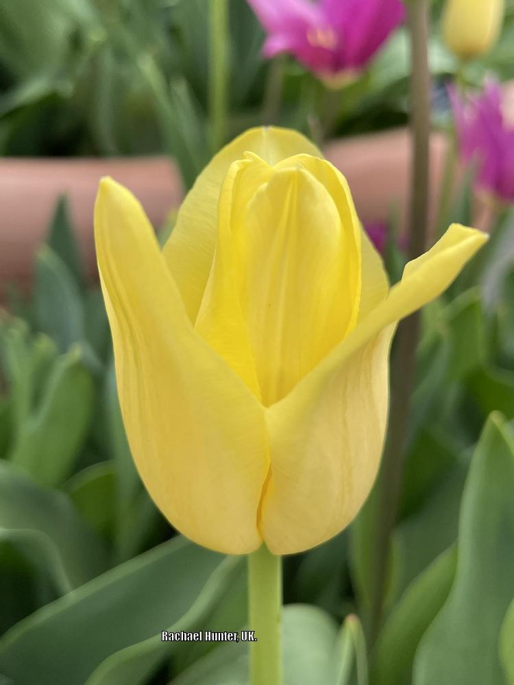 Photo of the bloom of Tulip (Tulipa 'World Friendship') posted by ...