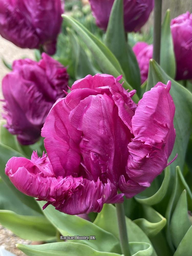 Tulip (Tulipa 'Muriel') in the Tulips Database - Garden.org