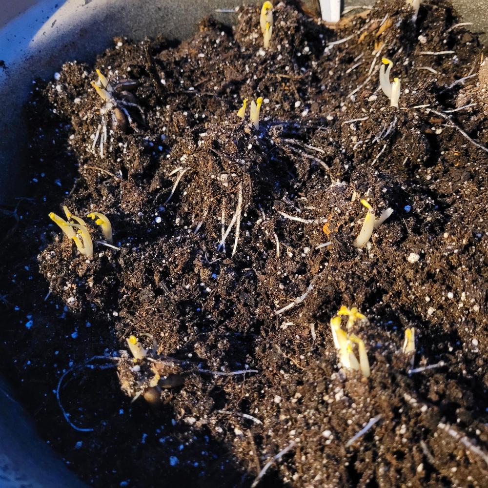 Ranunculus asiaticus 'Amandine Pastel Mix' - Garden.org