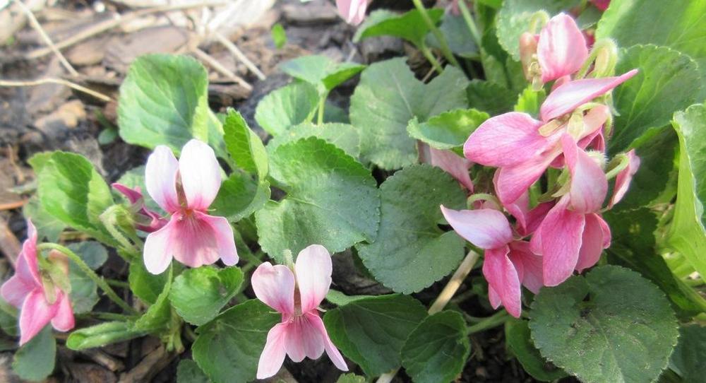 Photo of the entire plant of Scented Violet (Viola odorata 'Rosina ...