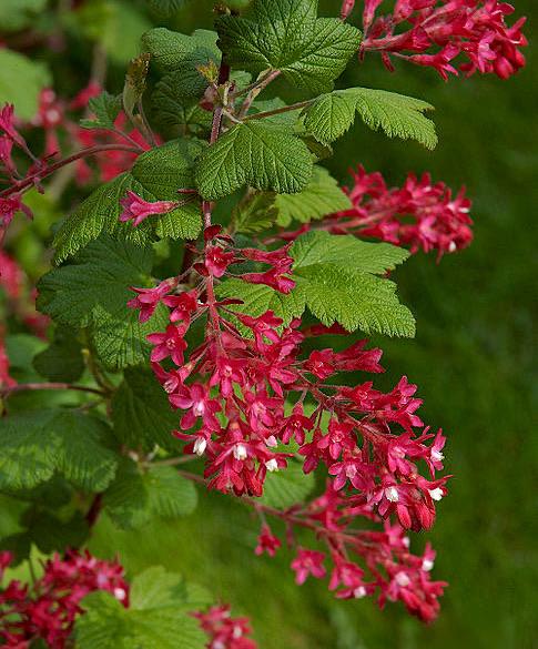 Redflower Currant (Ribes sanguineum 'King Edward VII') in the Currants ...