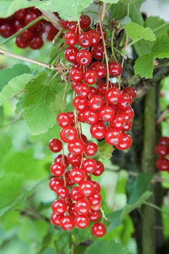 Photo of the fruit of Redcurrant (Ribes rubrum 'Rovada') posted by ...