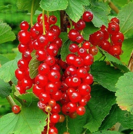 Photo of the fruit of Redcurrant (Ribes rubrum 'Jonkheer van Tets ...