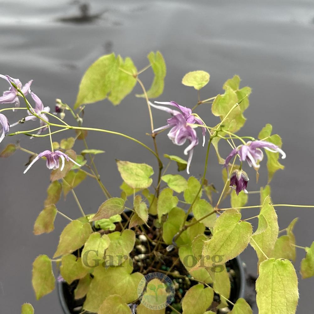 Photo of the entire plant of Epimedium sempervirens 'Koji' posted by springcolor - Garden.org