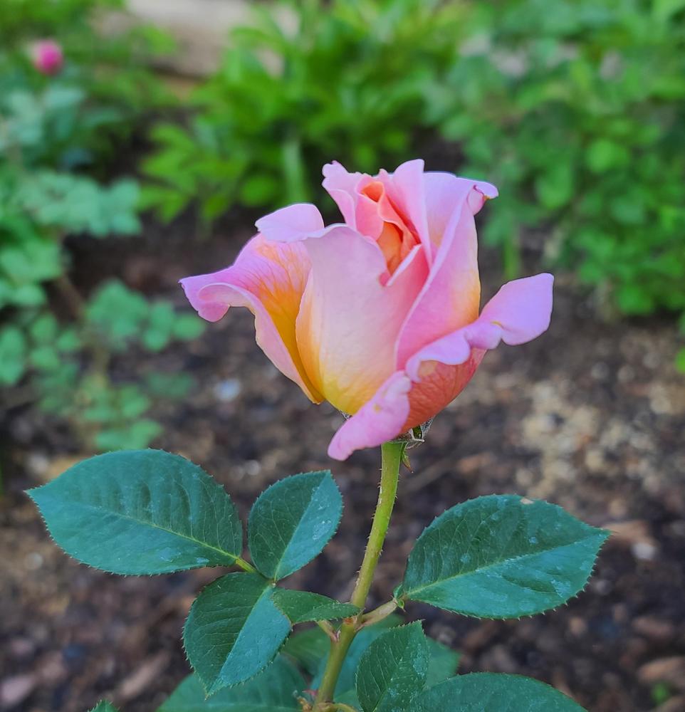 Photo of the closeup of buds, sepals and receptacles of Rose (Rosa ...