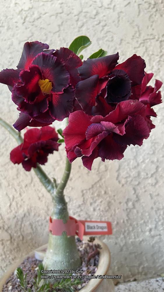 Photo of the entire plant of Desert Rose (Adenium obesum 'Black Dragon ...