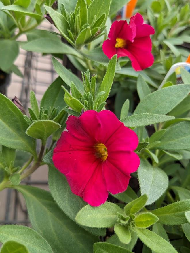 Photo of the bloom of Million Bells (Calibrachoa Superbells® Cherry Red ...