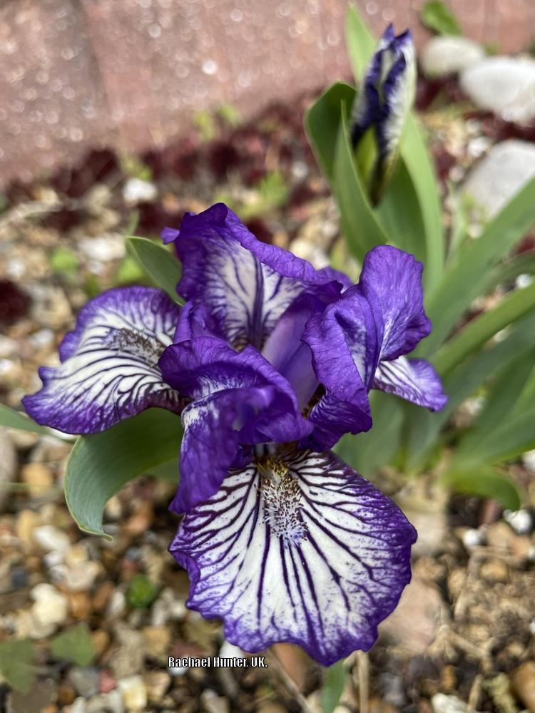 Photo of the entire plant of Miniature Dwarf Bearded Iris (Iris 'Dinky ...