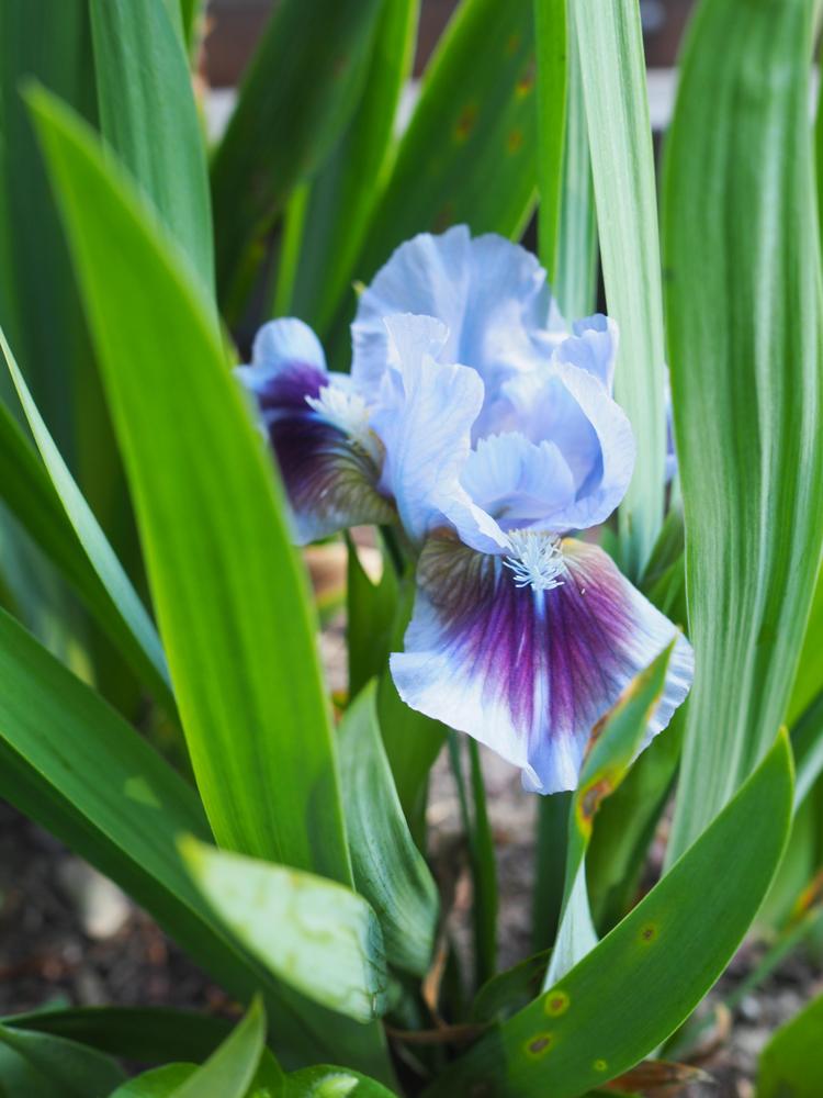 Photo of the bloom of Standard Dwarf Bearded Iris (Iris 'Cutie Patootie ...