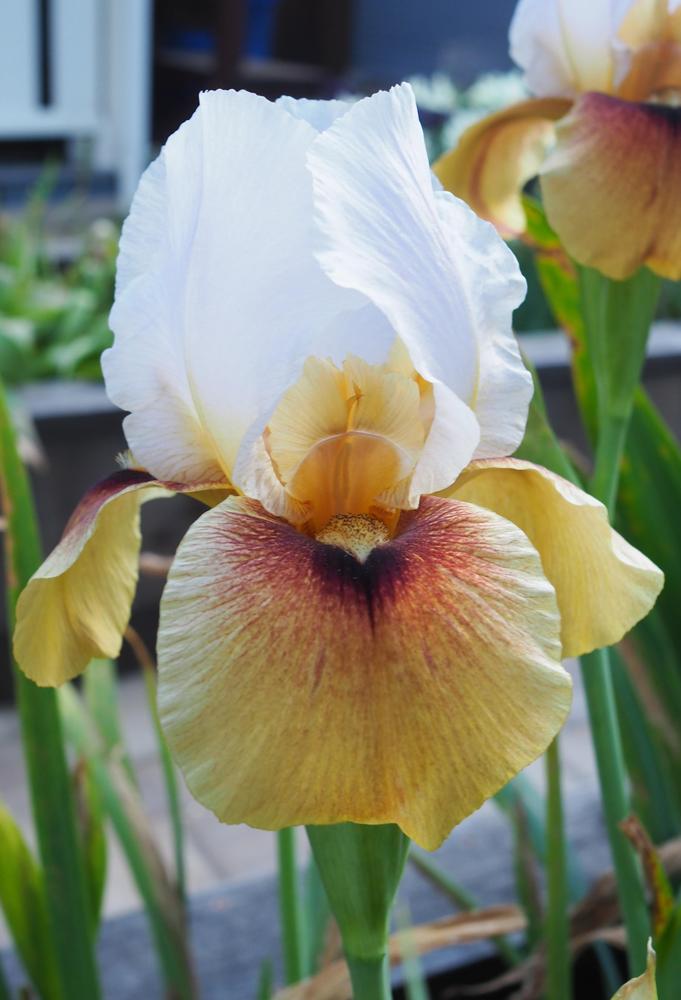 Photo of the bloom of Arilbred Iris (Iris 'Golden Illusion') posted by This_is_katana - Garden.org