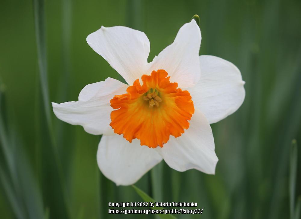 Photo of the bloom of Large-Cupped Daffodil (Narcissus 'Flower Record ...