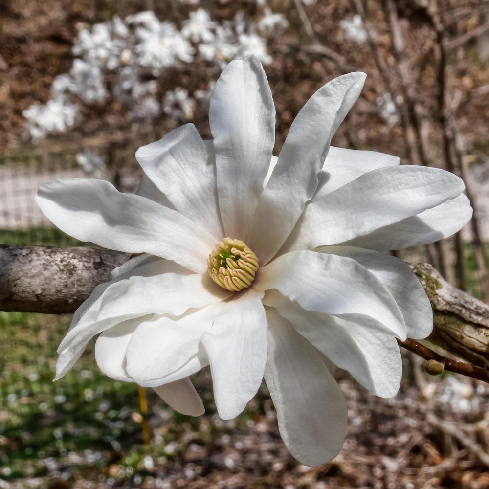 Photo of the bloom of Loebner Magnolia (Magnolia x loebneri 'Spring ...