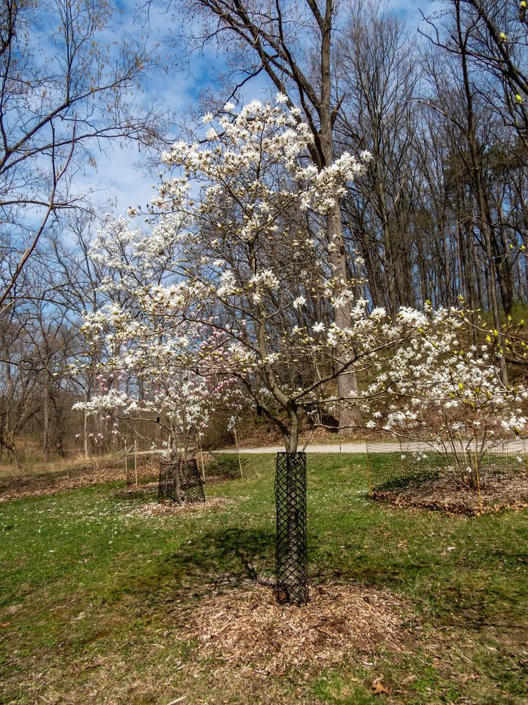 Photo of the entire plant of Loebner Magnolia (Magnolia x loebneri ...