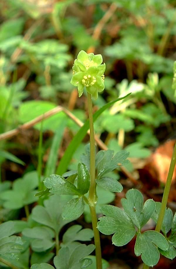 Photo of the entire plant of Moschatel (Adoxa moschatellina) posted by ...