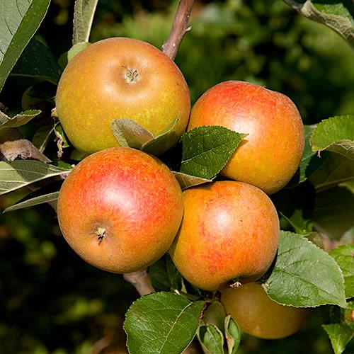 Photo of the fruit of Apple (Malus 'Ashmead's Kernel') posted by ...