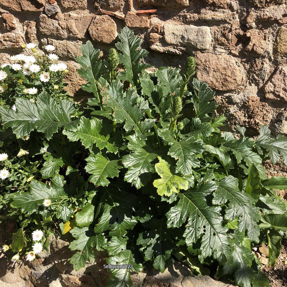 Acanthus - Garden.org