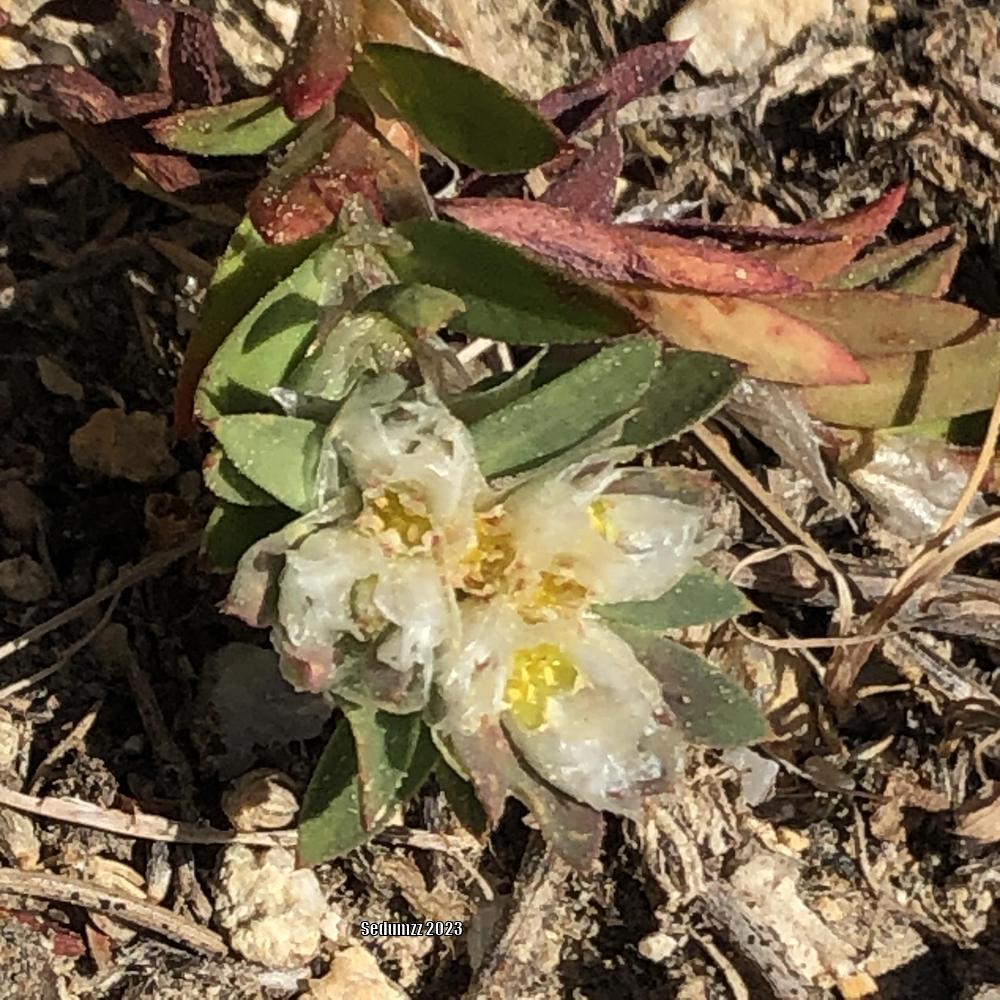 Algerian Tea (Paronychia argentea) - Garden.org