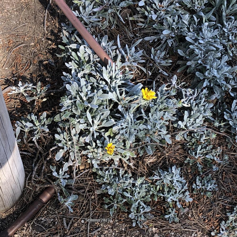 Trailing Gazania (Gazania rigens var. leucolaena) - Garden.org
