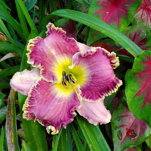 Daylily (Hemerocallis 'Raspberry Eclipse') in the Daylilies Database ...