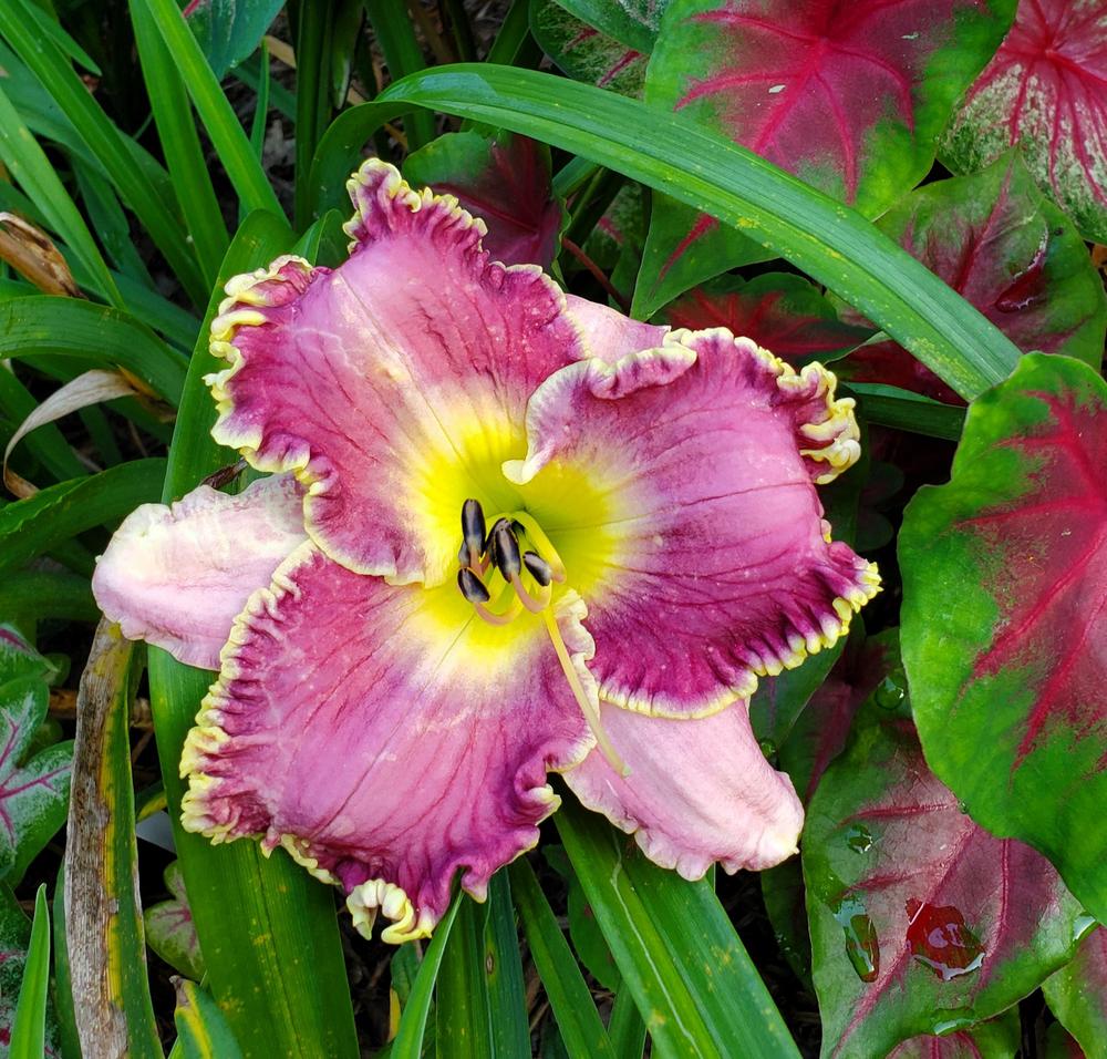 Daylily (Hemerocallis 'Raspberry Eclipse') in the Daylilies Database ...