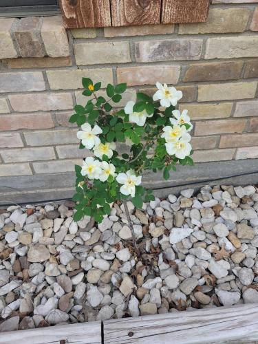 Help with rose bush! in the Roses forum - Garden.org