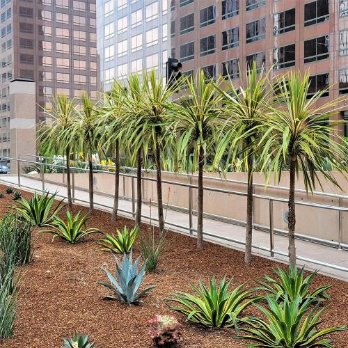 Do you know the name of this Palm Tree? in the Plant ID forum - Garden.org