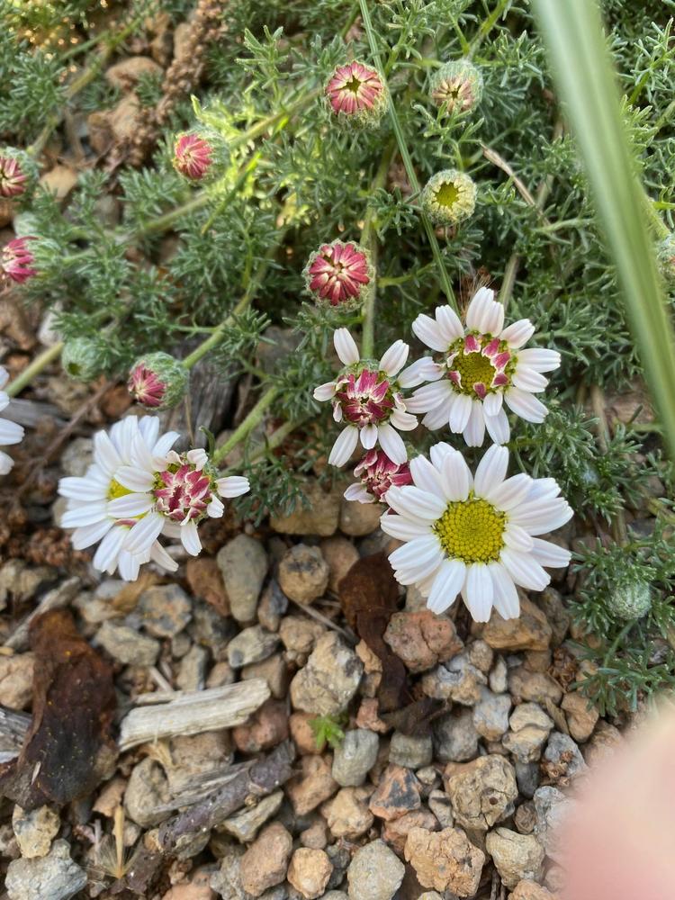 Photo of the bloom of Mount Atlas Daisy (Anacyclus pyrethrum 'Garden ...