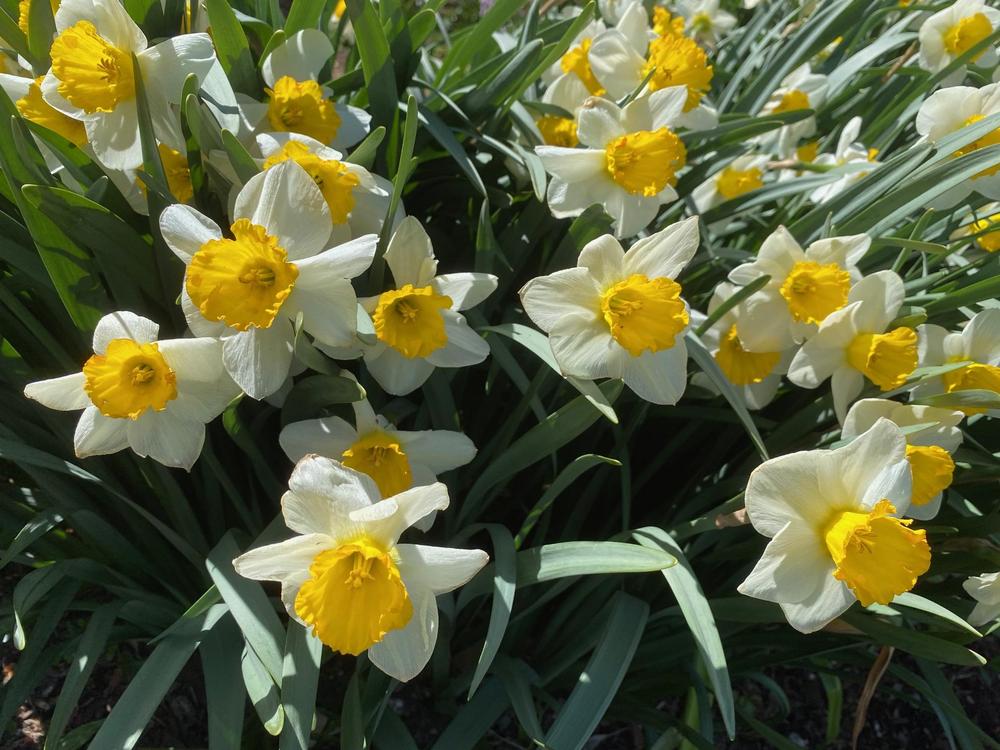 Photo of the bloom of Large-Cupped Daffodil (Narcissus 'April Queen ...