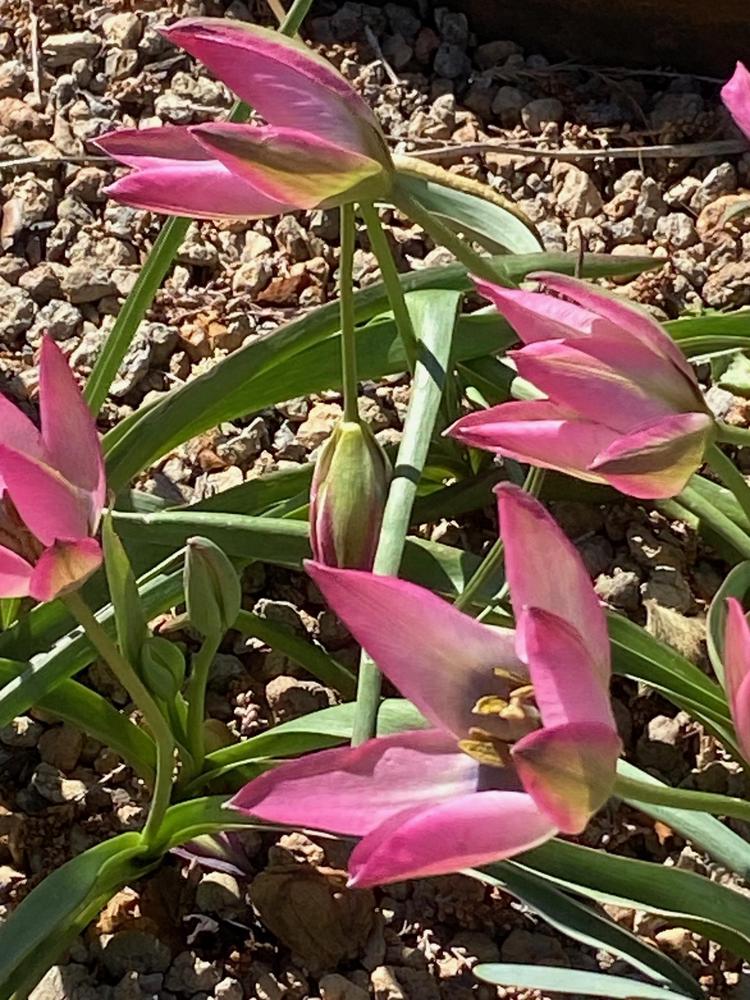 Photo of the bloom of Tulip (Tulipa 'Danique') posted by SL_gardener ...
