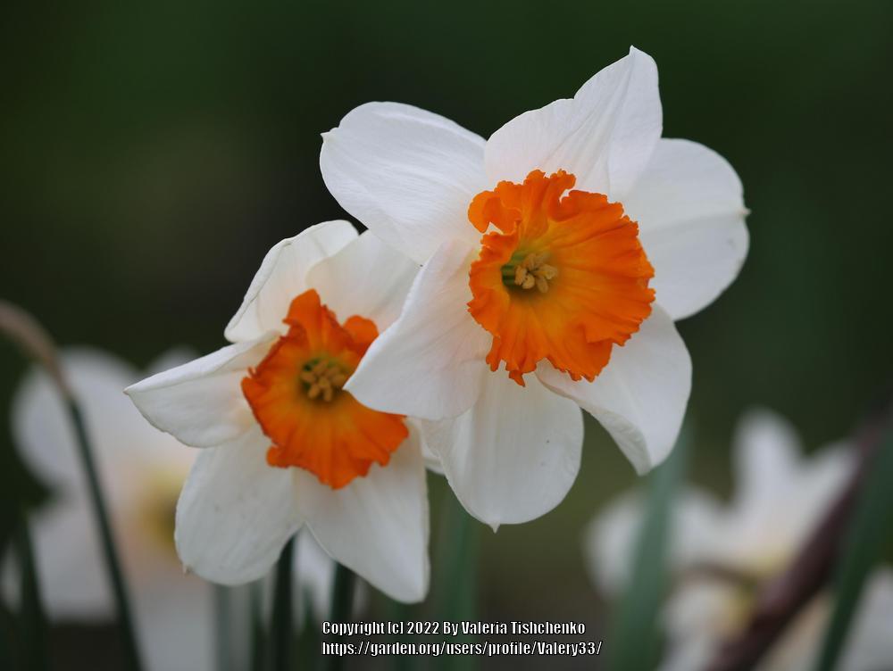 Large-Cupped Daffodil (Narcissus 'Flower Record') in the Daffodils ...