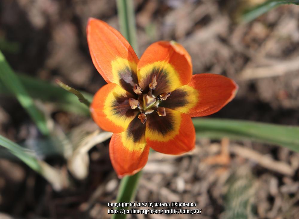 Photo of the bloom of Species Tulip (Tulipa orphanidea) posted by ...