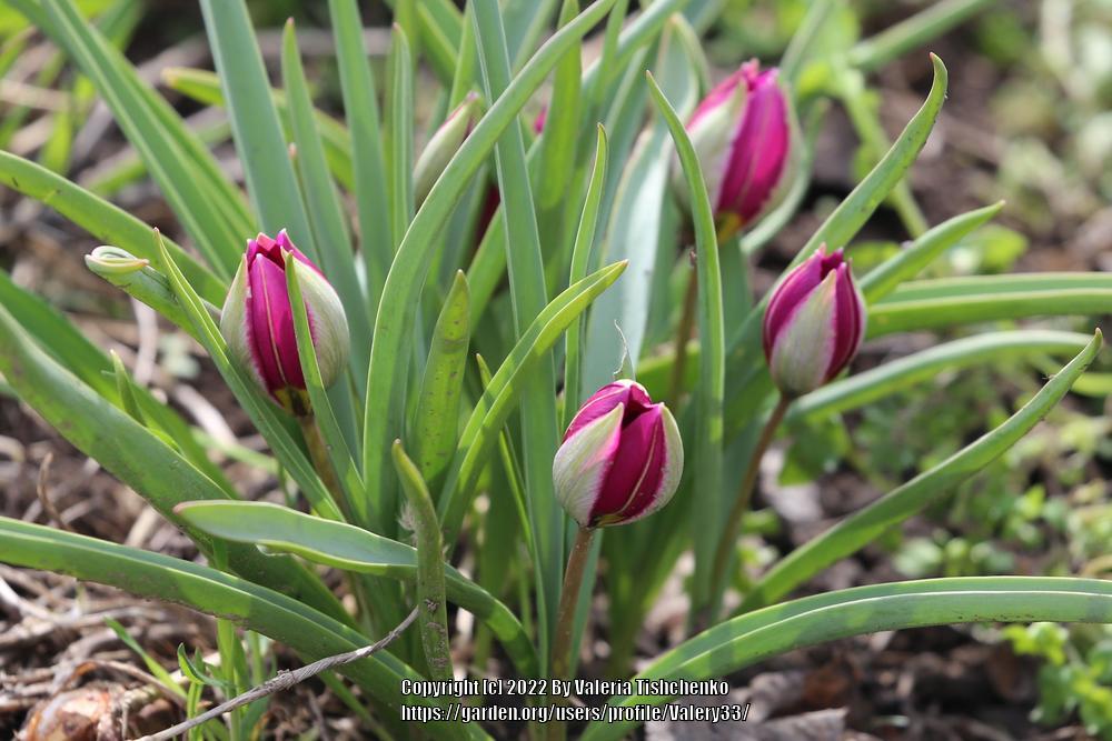 Photo of the bloom of Tulip (Tulipa humilis var. violacea 'Yellow Base ...