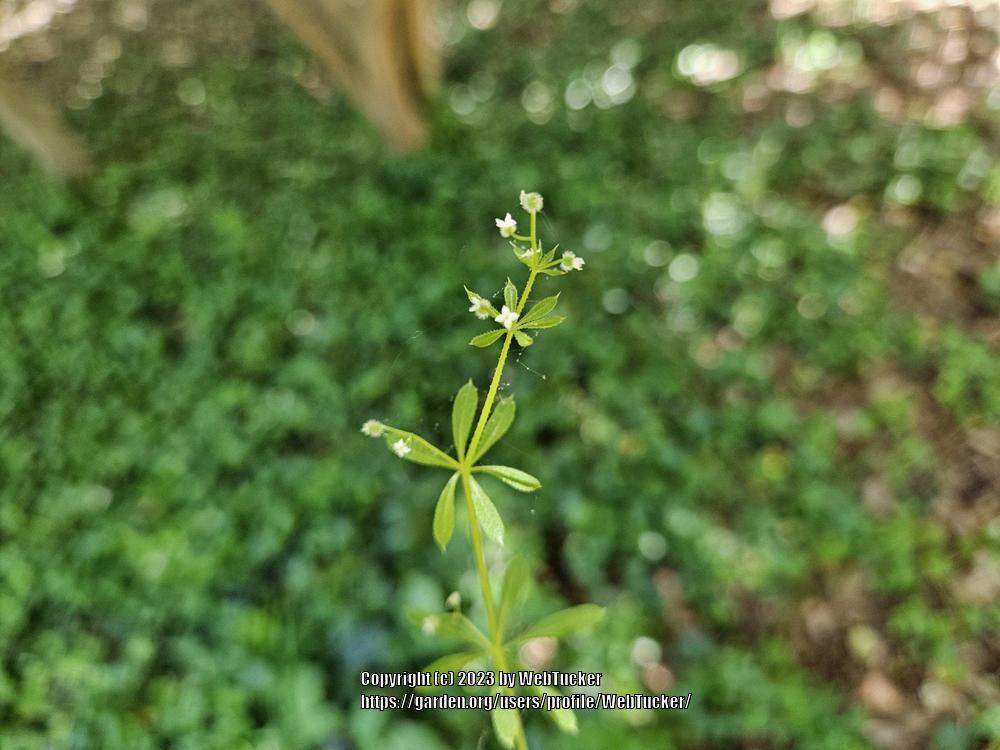Photo of the bloom of False Cleavers (Galium spurium) posted by ...
